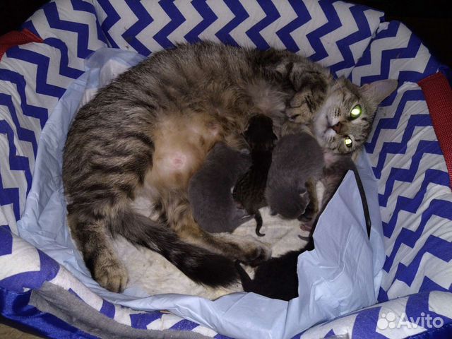 Котята