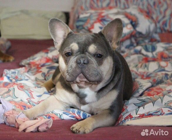 Квадро кобель, вязка