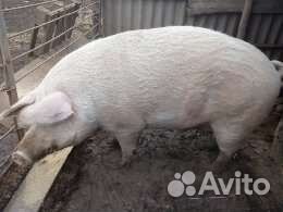 Продаются свиньи 11мес. 2головы + хряк кострирован