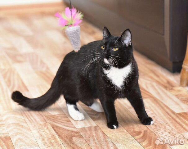 Котенок подросток стерильная в дар 6 мес