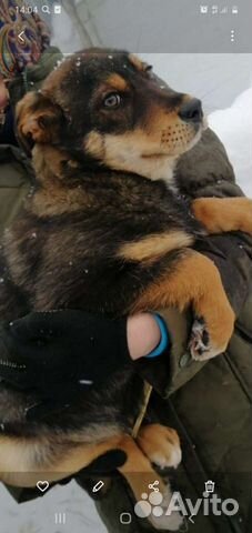 Щенок, мальчик, четыре месяца