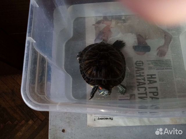 Красноухая черепаха и рыбки