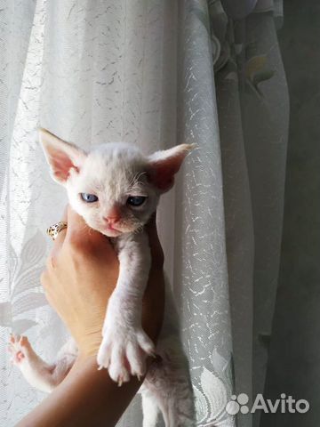 Девон-рекс девочка