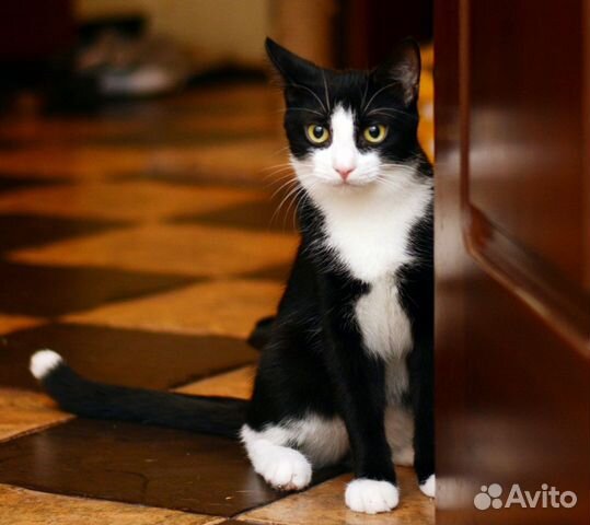 Котик-Обормотик,1,5 года