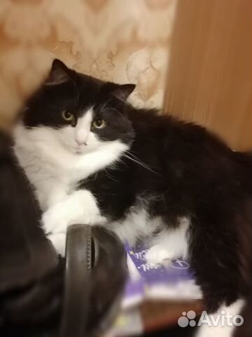 Кошка в добрые руки