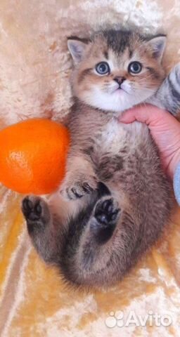 Кот вязка