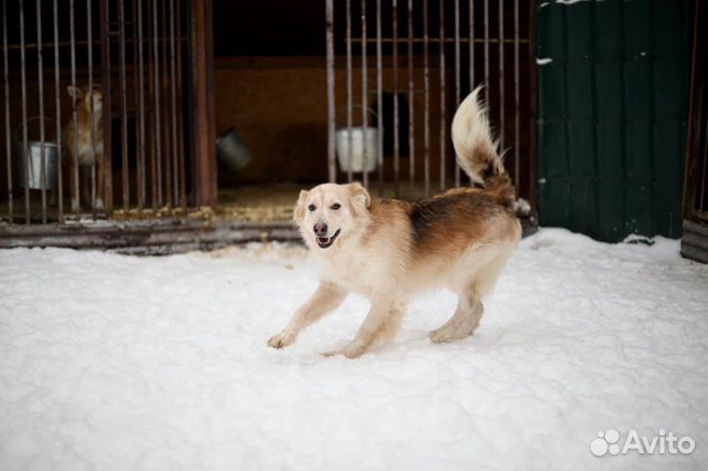 Собака Милан в добрые руки