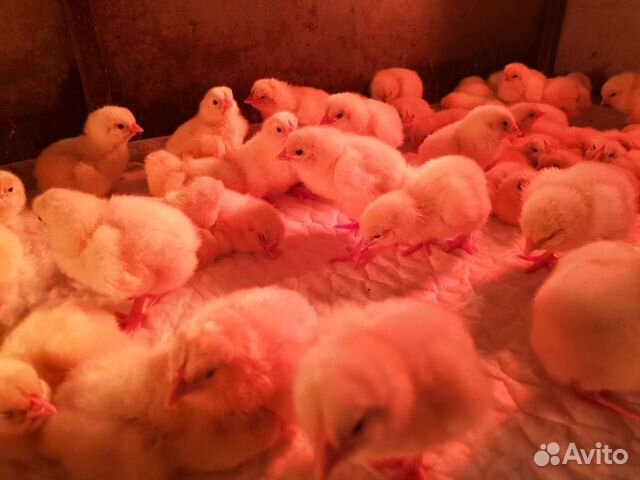 Цыплята бройлеры