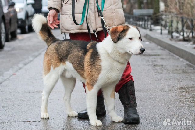 Микки Рурк, 1.5 года, 50 см