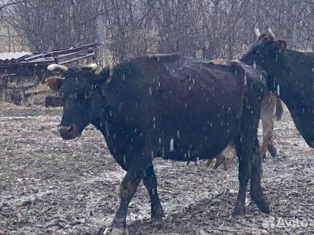 Корова хорошая высокоудойная