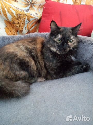 Кошечка Пуся