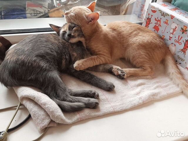 Котик и кошечка