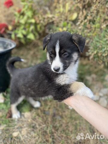 Собака, дворняга+хаски