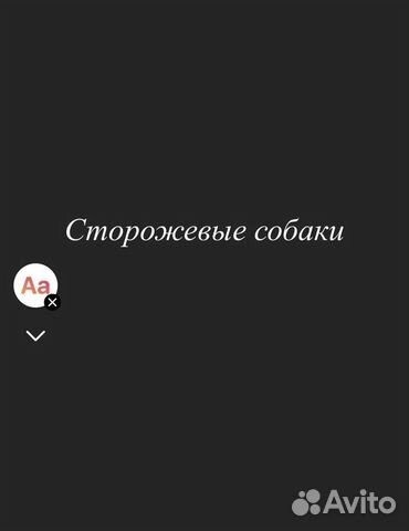 Сторожевые собаки