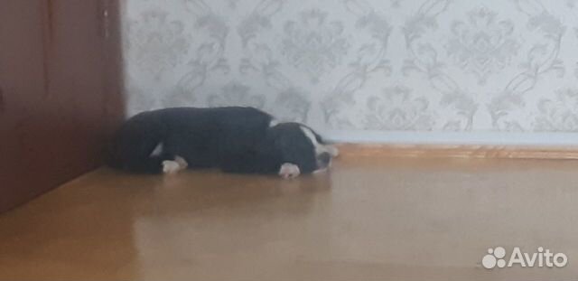 Продам щенка стафтерьера