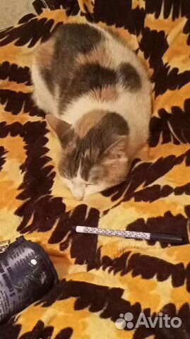 Кошечка Мия 2 года трехцветная