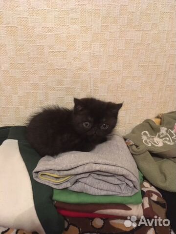 Котенок экзот