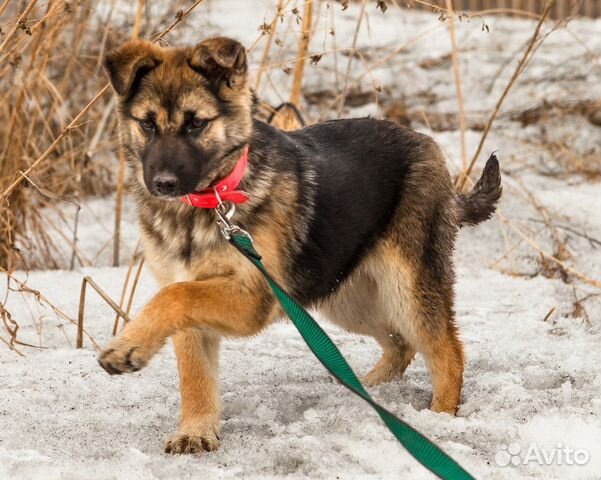 Торри ищет хозяина