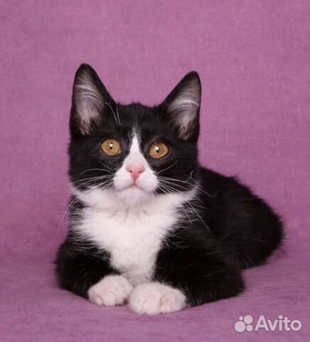 Чудо котенок Чук 2 месяца в добрые руки