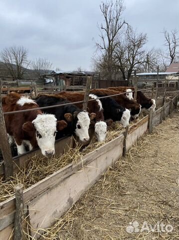 Бычки, телочки