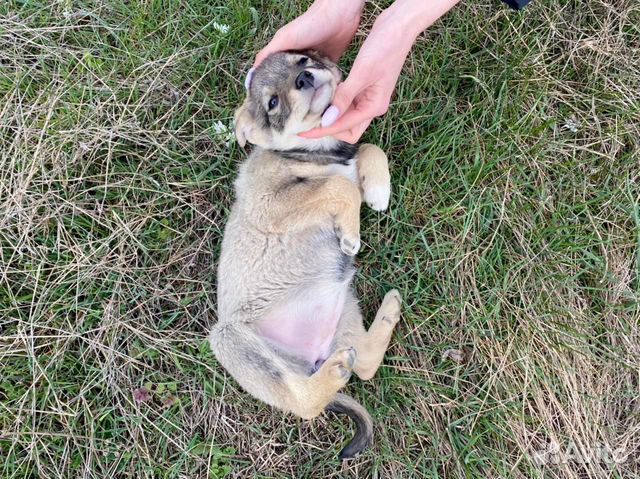 Отдадим двух ласковых девочек в добрые руки