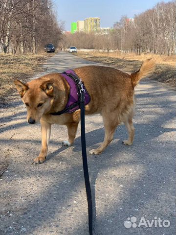 Толстичок Моня станет отличным другом