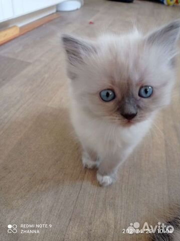 Невские маскарадные котята