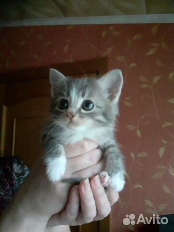 Котёнок