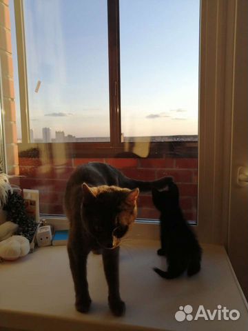 Кошка в дар