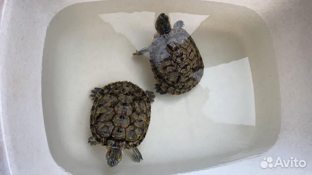 Красноухая черепаха