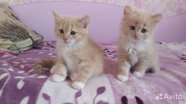 Котята