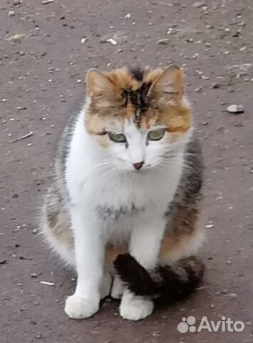 Трехцветная кошечка