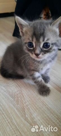 Котята