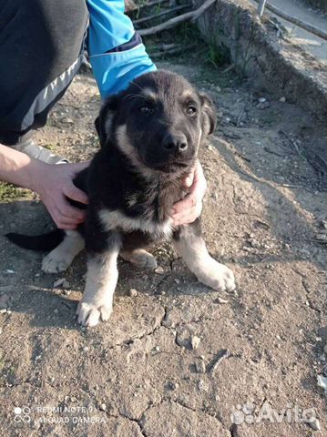 Щенок-метис породы восточно-европейской овчарки