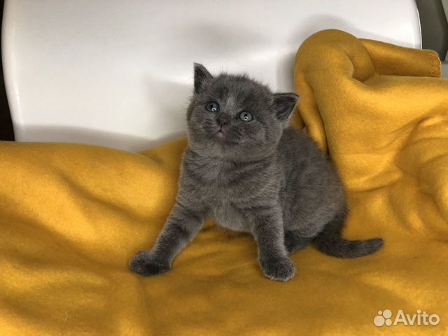 Шотланская кошечка