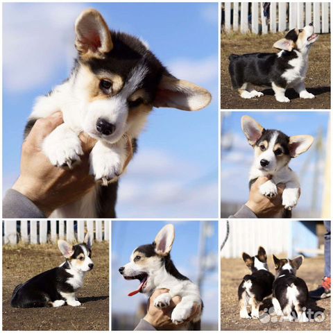 Welsh Corgi Pembrok (питомник)