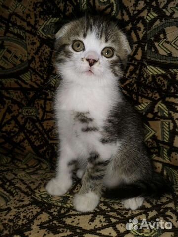 Шотландская вислоухая кошка