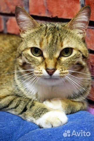 Кошка Софья 1,5 года ищет семью