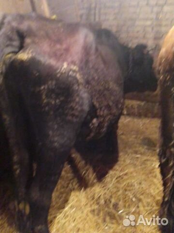 Корова дойная