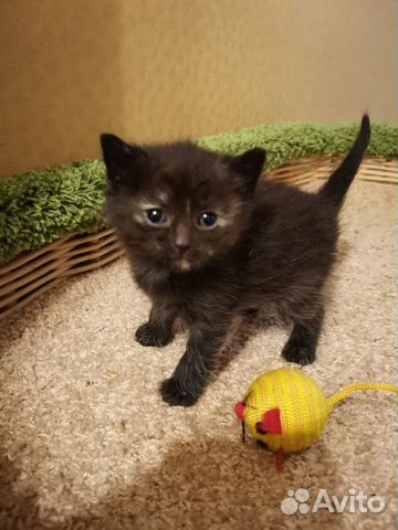 Котенок девочка 1,2 мес в добрые руки