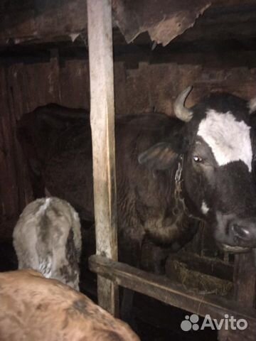 Корова и тёлочка