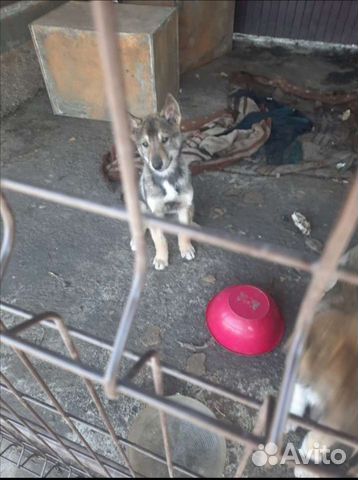 Западно сибирская лайка