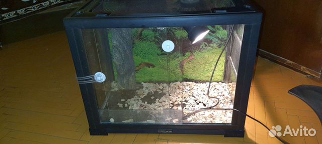 Террариум рептилий и пауков