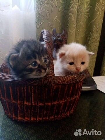 Шотландские котята