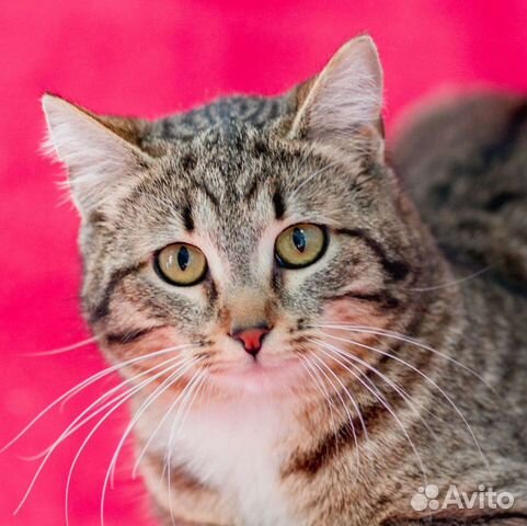 Котенок манул в добрые руки