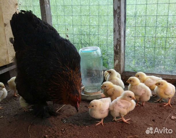 Цыплята бройлеры росс-308