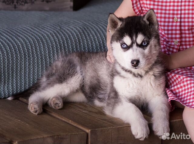 Плюшевая Девочка Хаски