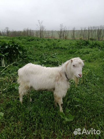 Козёл "Ламанча"