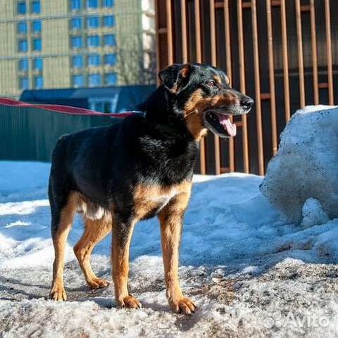 Пёс из усыпалки в добрые руки мальчик