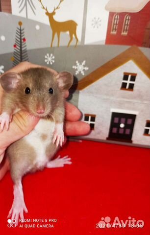 Крыса бурмиз, клетки